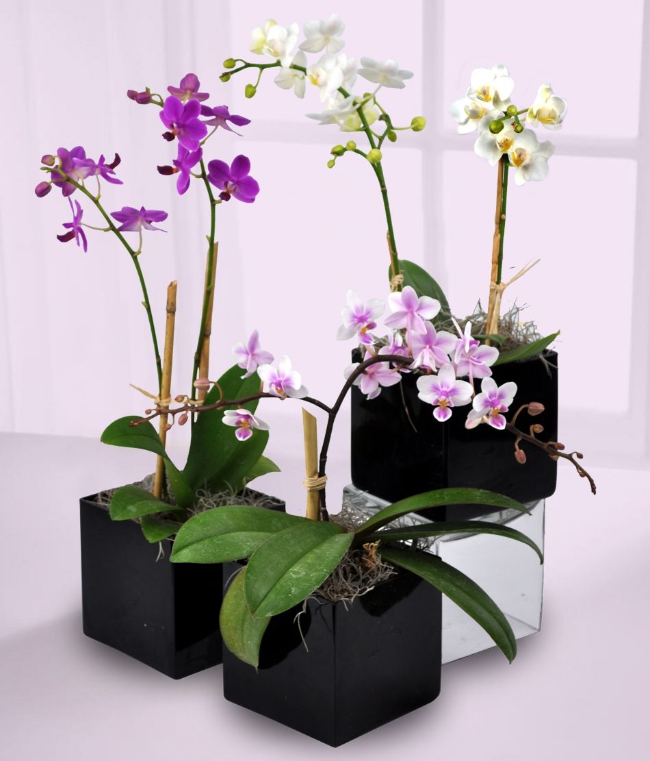 Elegant Beauty: A Closer Look at Orchids - Mancuso's Florist Blog