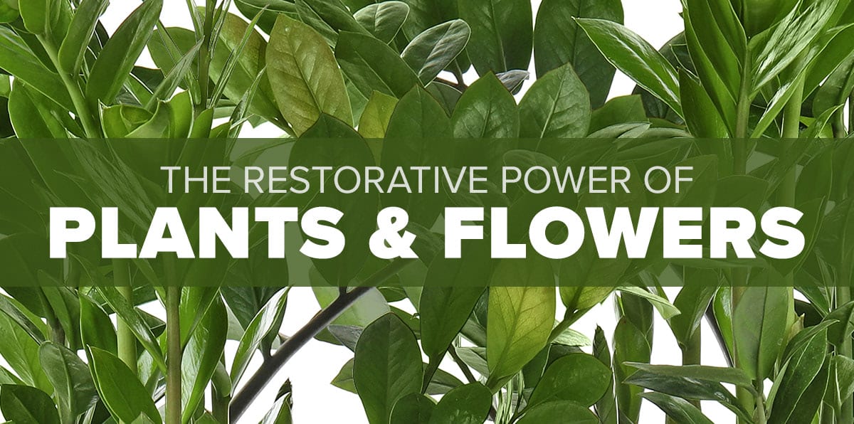 9 Health-Boosting Facts About Flowers That Will Surprise You - Mancuso ...